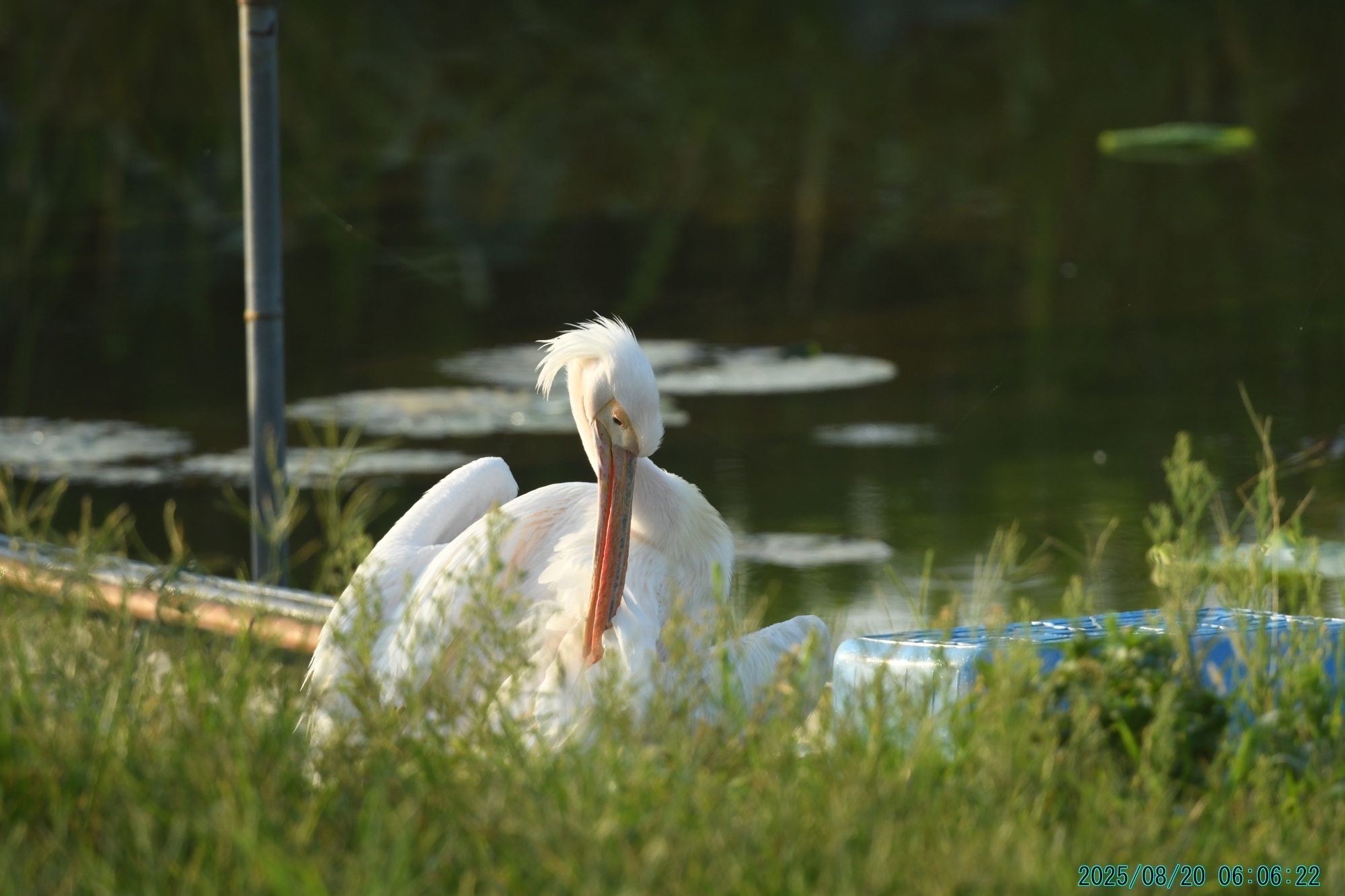 カンタ君 クロアゲハ …: アッチャンの鳥見