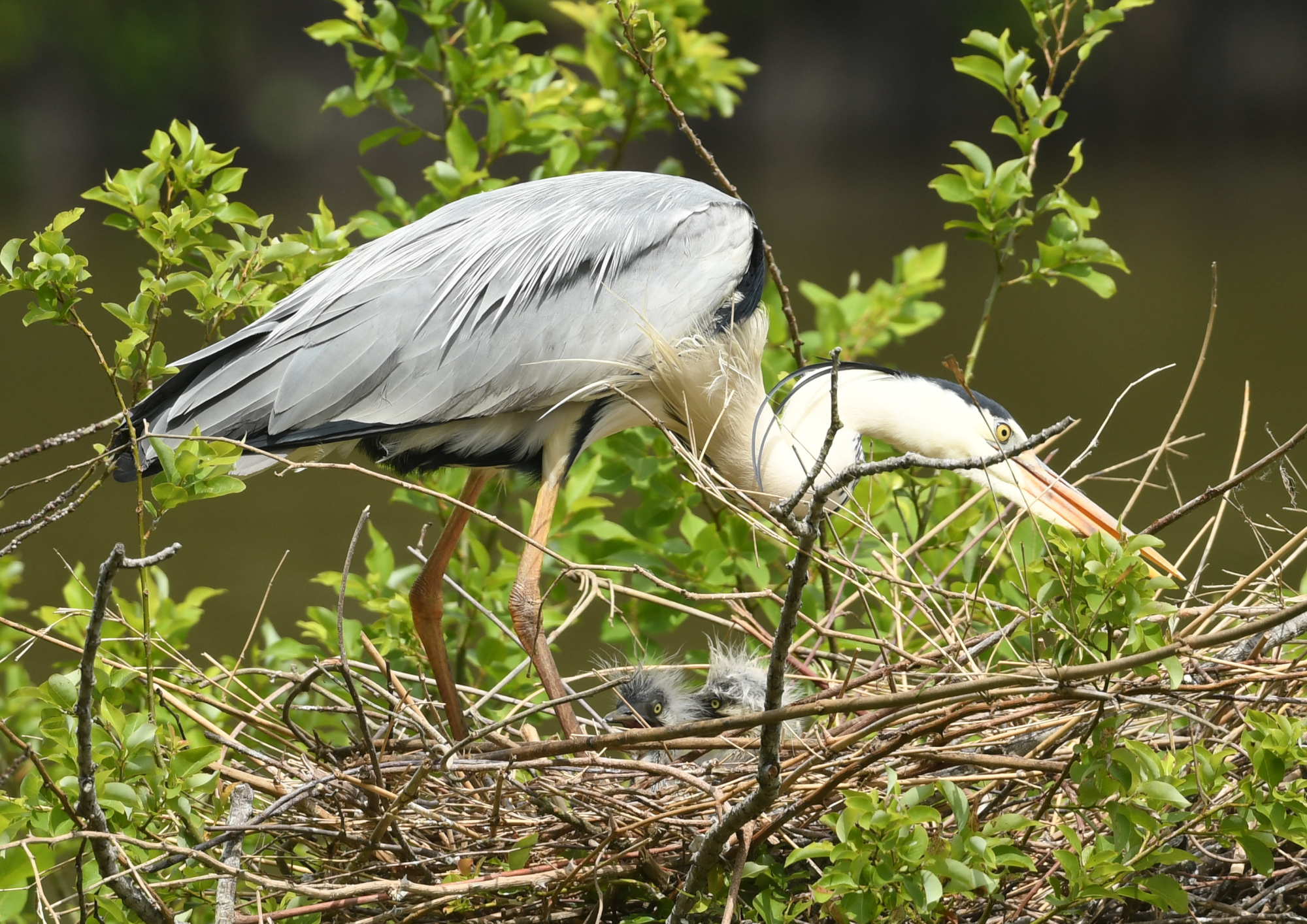 キビタキ: アッチャンの鳥見