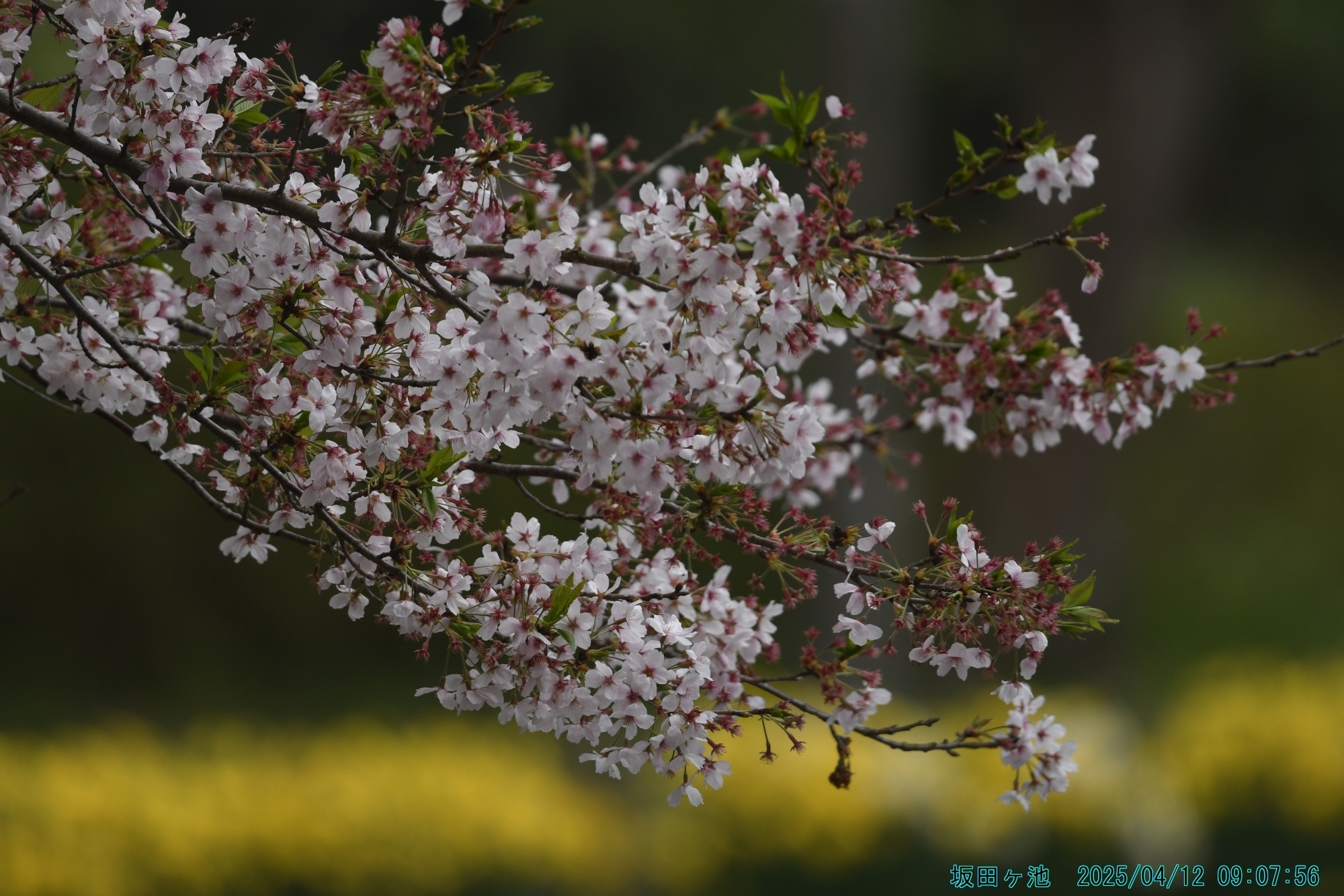坂田ヶ池 2025/04/10～12: アッチャンの鳥見